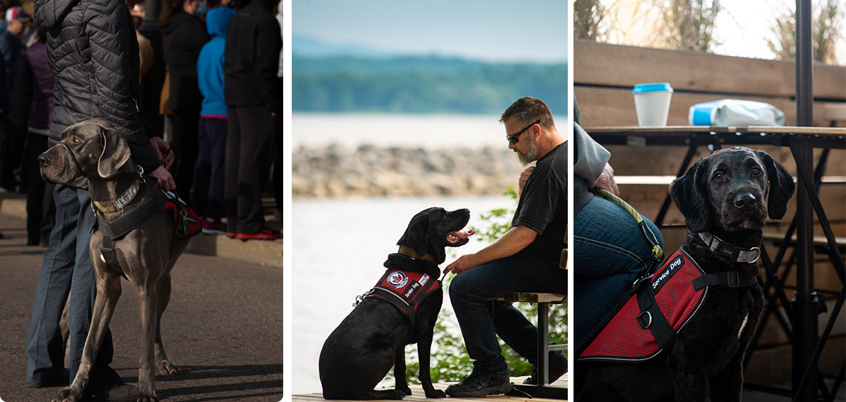Our Service Dogs