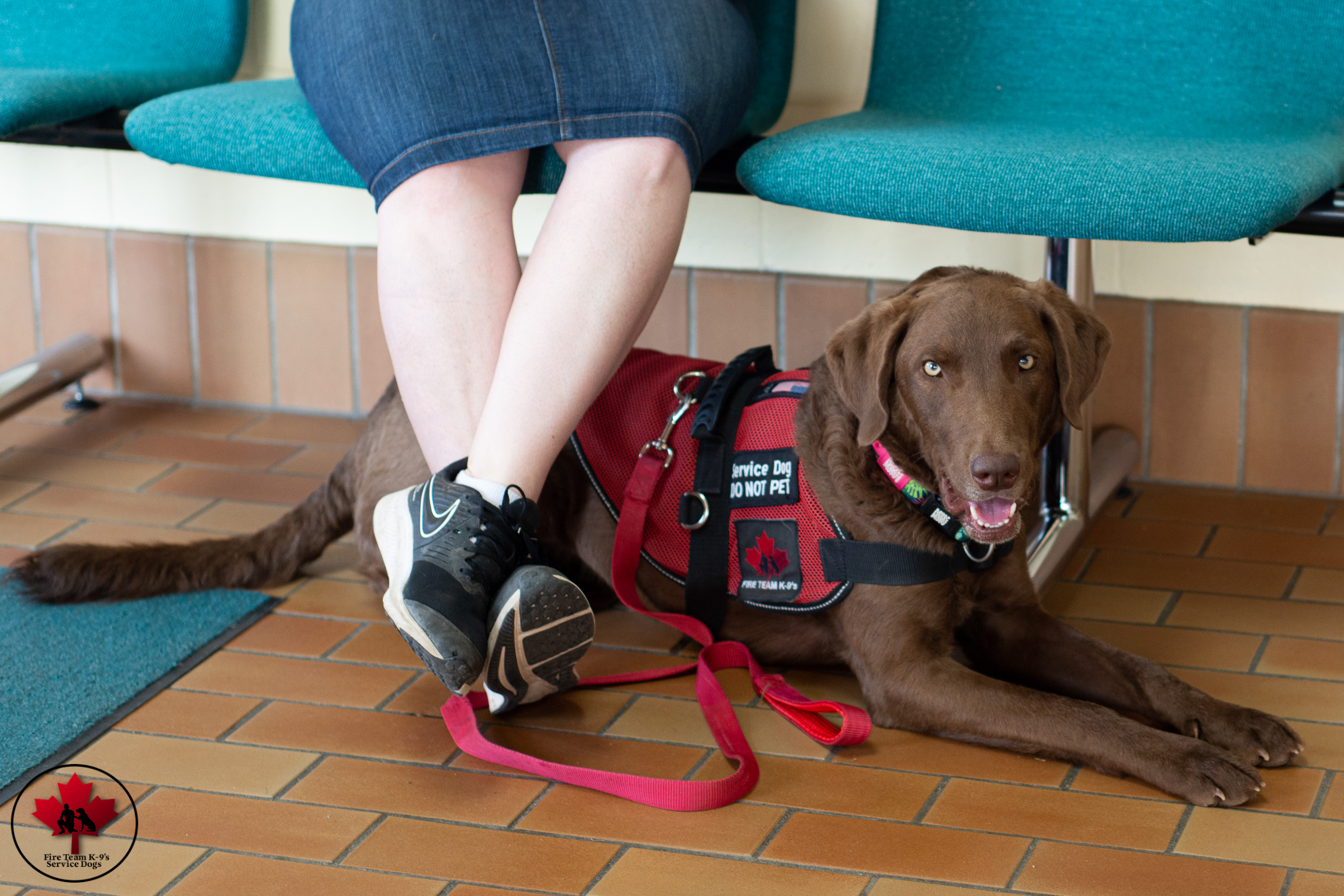 service dogs, facility dogs, skilled companions