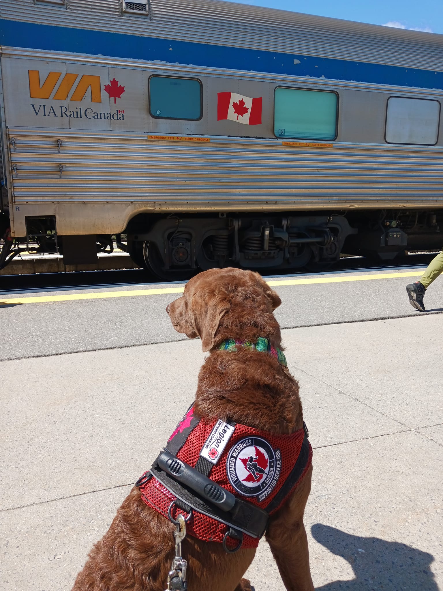 service dogs, facility dogs, skilled companions