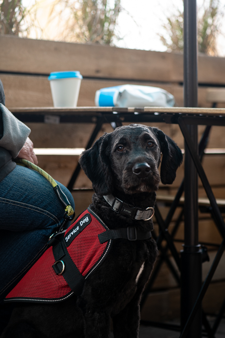 Our Service Dogs